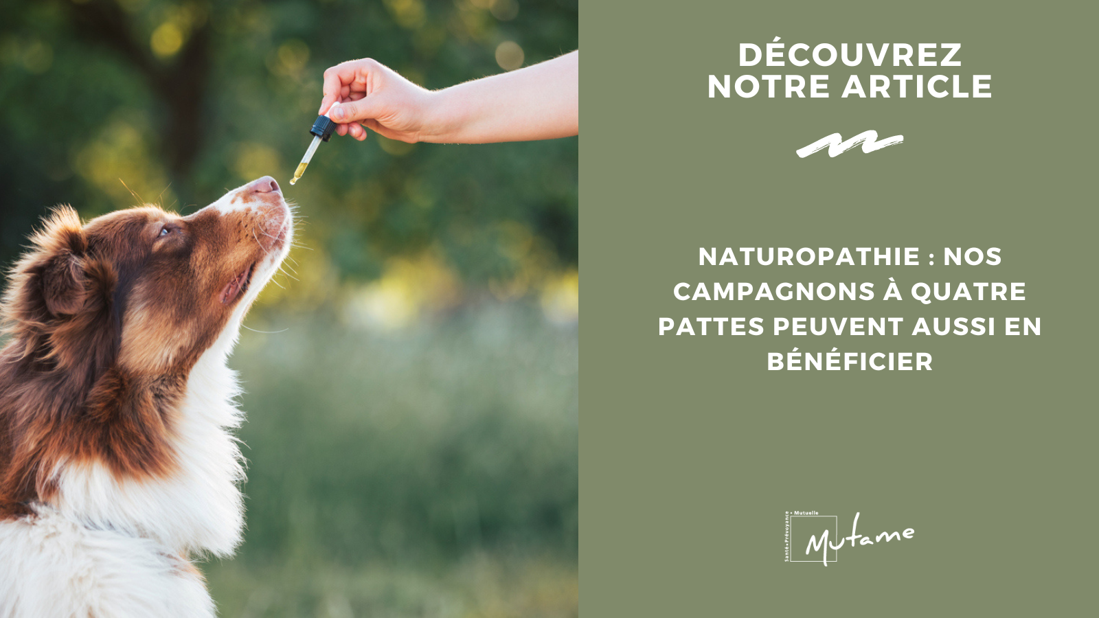 Naturopathie animalière : bien-être naturel pour animaux - Union Mutame